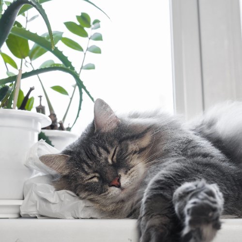Creating a Cat-Friendly Home: Tips for an Enriching Environment – PETLIBRO