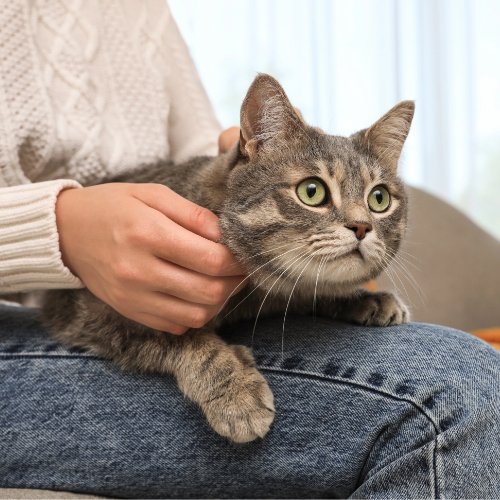 How Daylight Saving Time Affects Pets – PETLIBRO