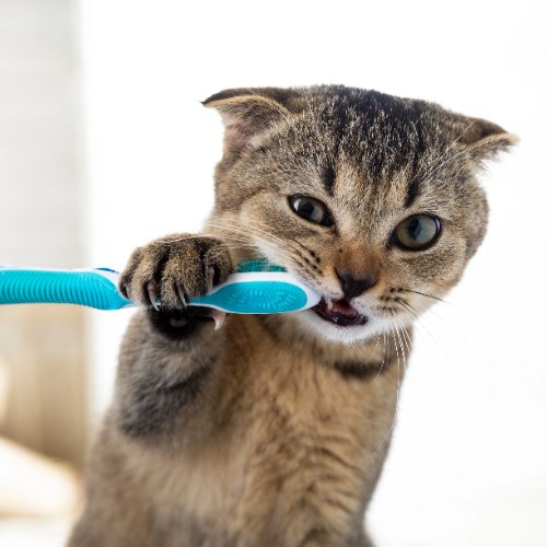 The Ultimate Guide to Brushing Your Cat's Teeth – PETLIBRO The Ultimate Guide to Brushing Your Cat's Teeth – PETLIBRO