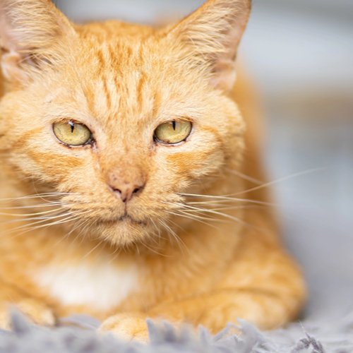 How to Tell If Your Cat Is Sick: Signs and Symptoms to Watch For – PETLIBRO