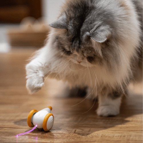 Pixie Mouse Toy: Strengthen the Bond Between Pets and your Owners ...