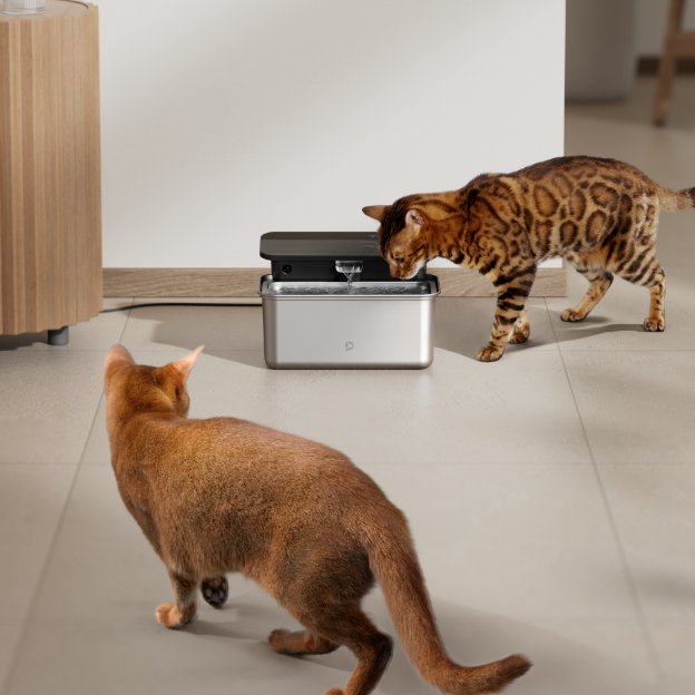 Pure Hydration – Why Your Cat Deserves Clean Water – PETLIBRO