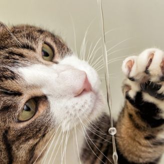 Why Does My Cat Dip Their Paw in Their Water Bowl? – PETLIBRO