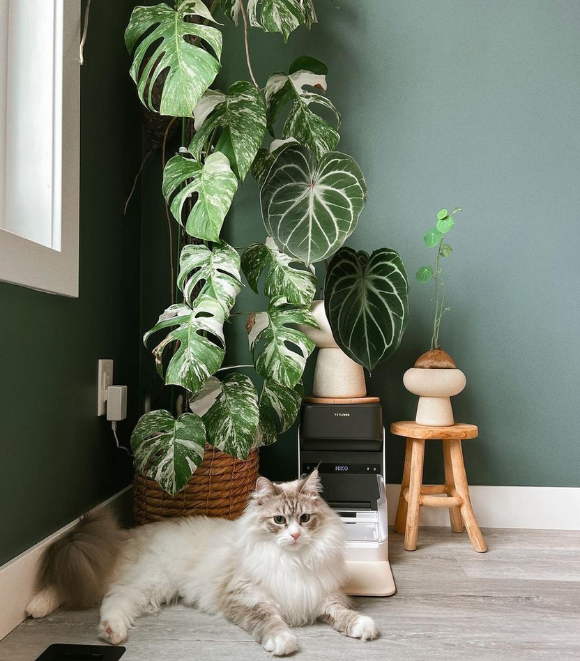 Petlibro: Designed better for your lives together