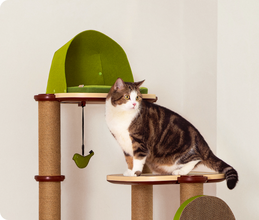 Devoted Love, Hassle-Free. – PETLIBRO