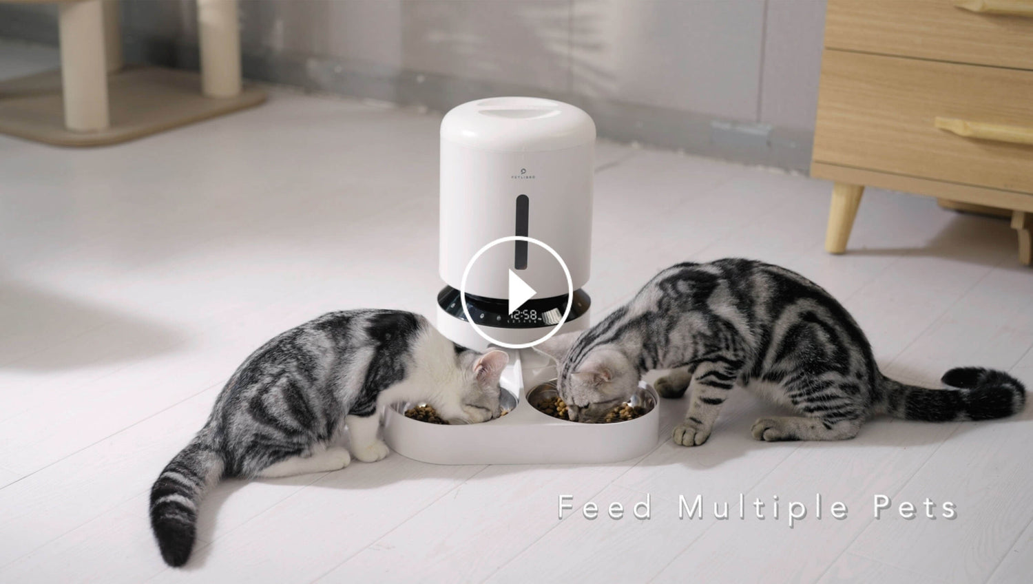 Feeders for Multi-pet Households
